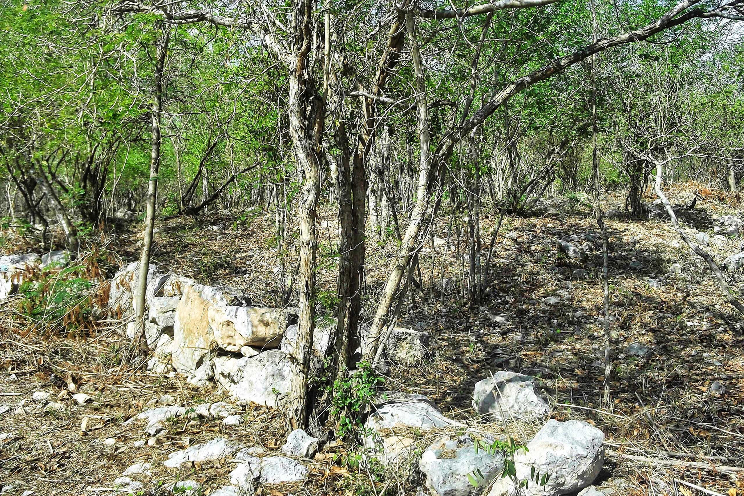 All about Parque Arqueo-Botánico Anikabil in Mérida (2025)